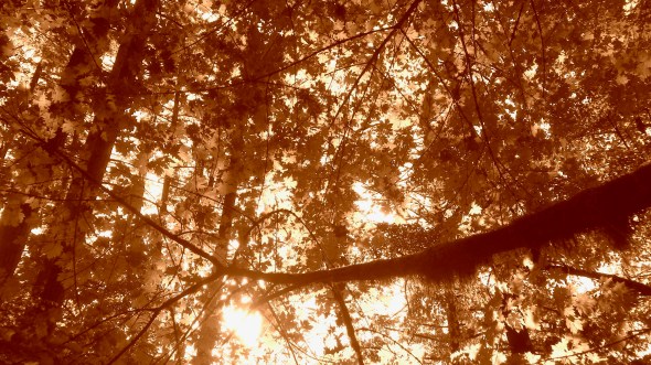 sepia forest/oregon | Sun, Water and Stone