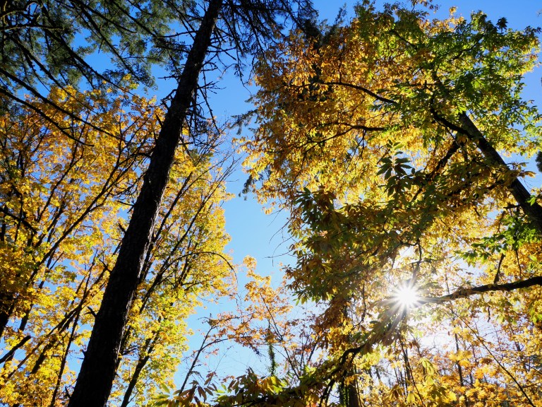 american chestnut in autumn | Sun, Water and Stone